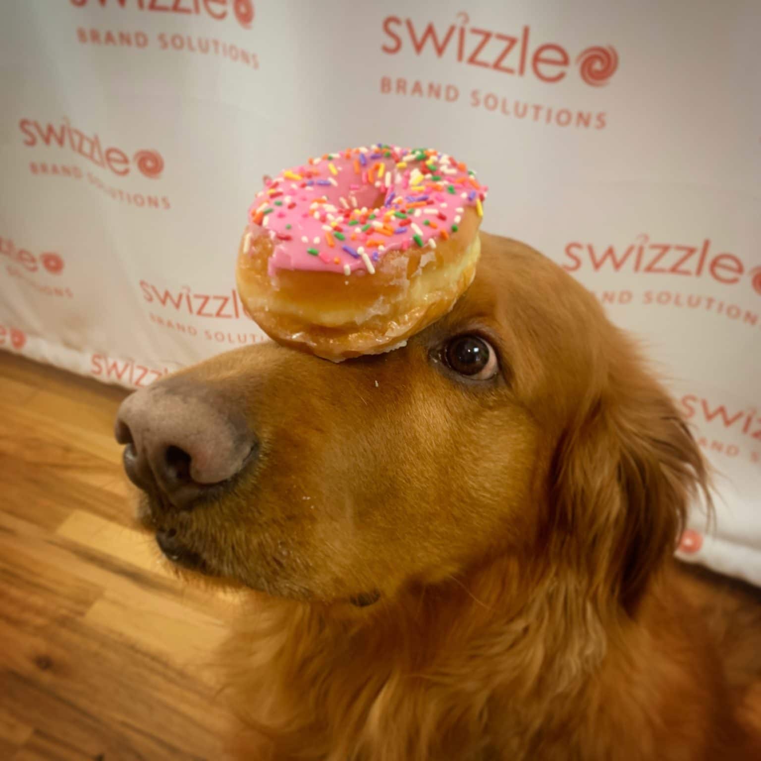 Swizzle Reno - Swizzle Brand Solutions Reno