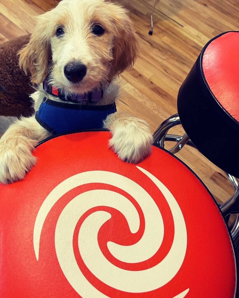 Dogs - 4 Amazing Reasons You Will Find Them At Our Office - Swizzle